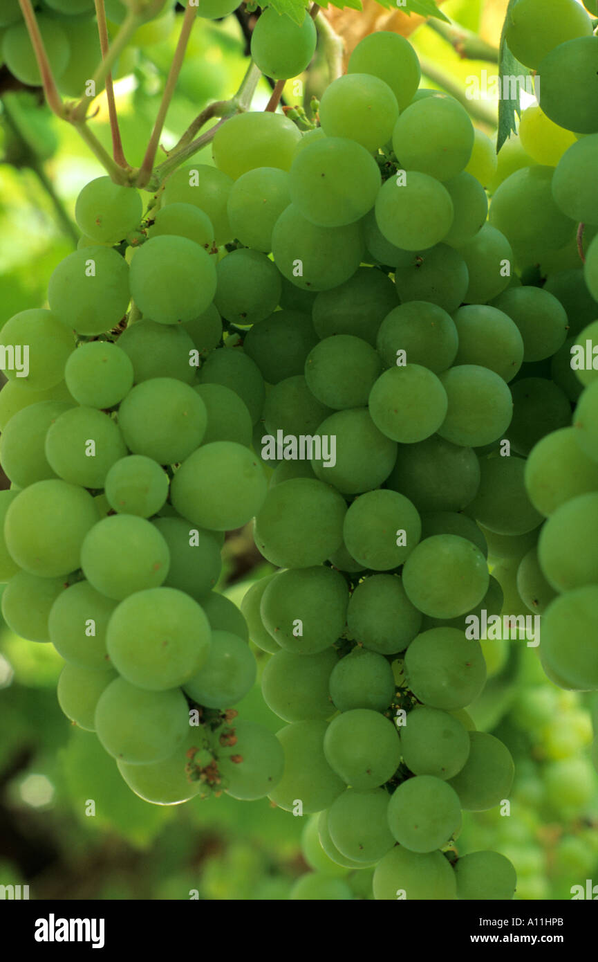 Muscat of alexandria -Fotos und -Bildmaterial in hoher Auflösung – Alamy