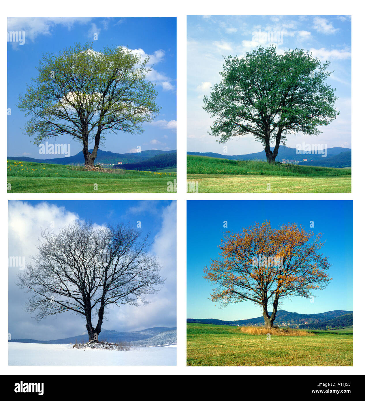 4 jahreszeiten -Fotos und -Bildmaterial in hoher Auflösung – Alamy 4 jahreszeiten -Fotos und -Bildmaterial in hoher Auflösung – Alamy
