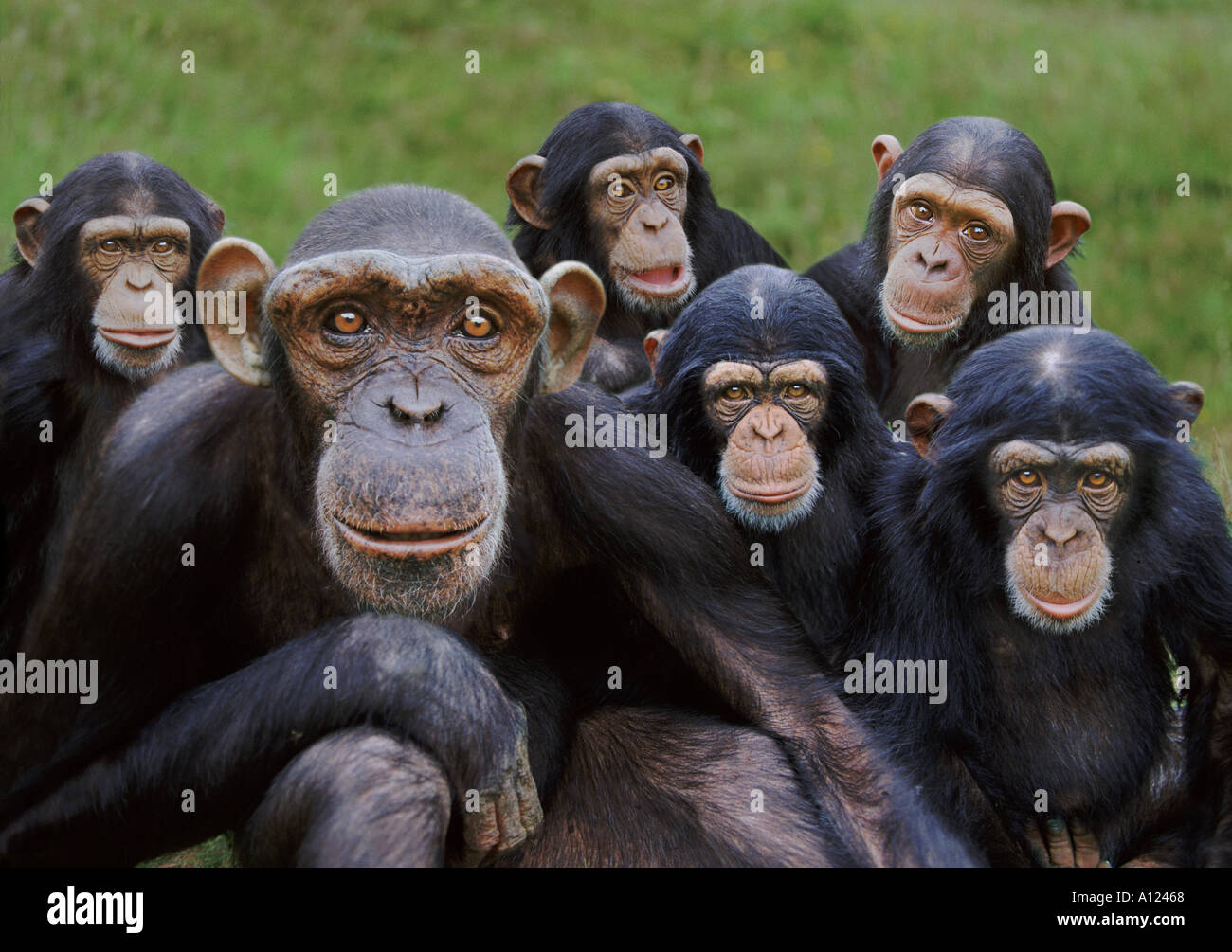 Verwaiste Schimpansen Monkey World Ape Rescue Centre UK Stockfotografie ...