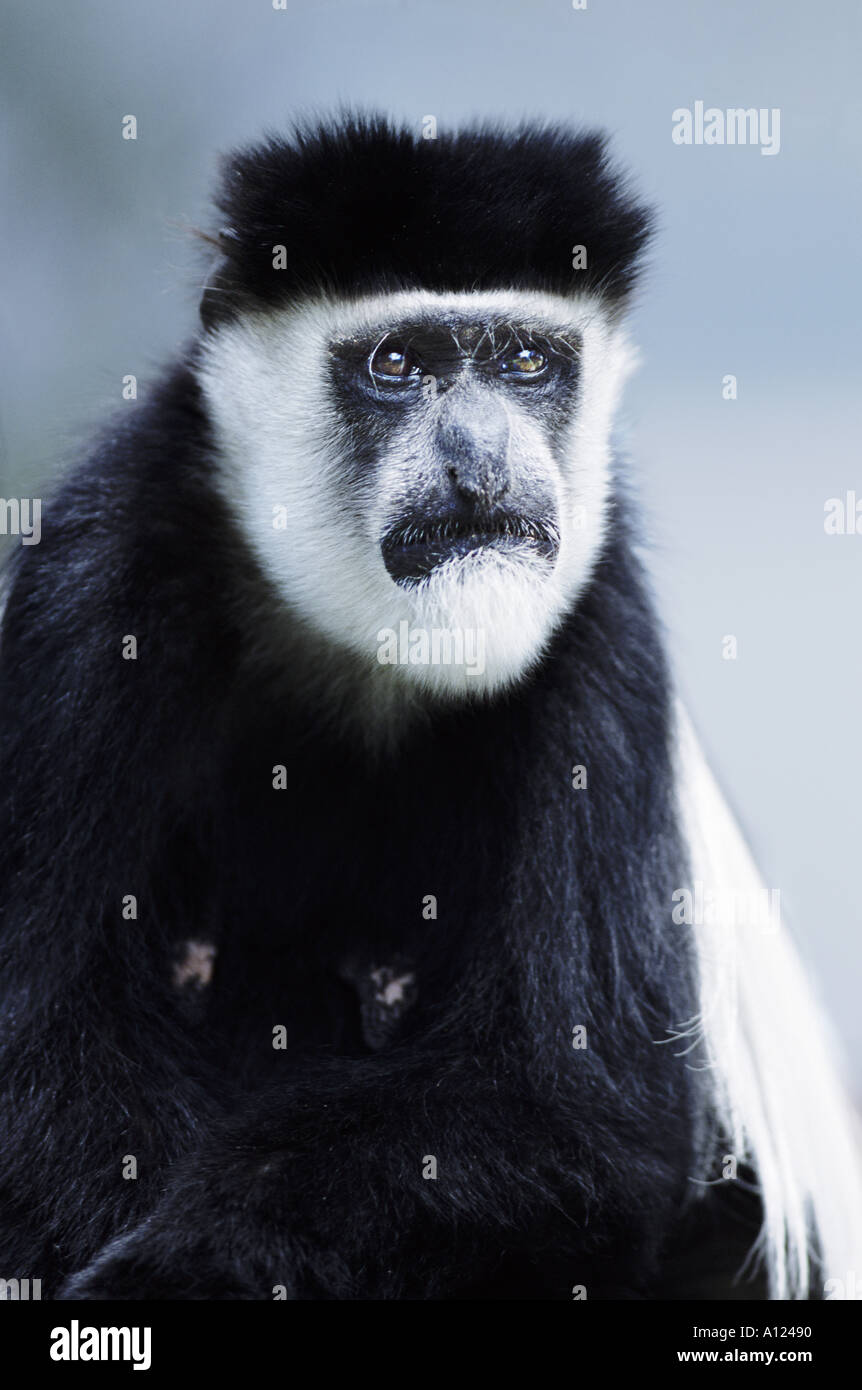 Schwarz Weiße Stummelaffen Stockfotos und -bilder Kaufen - Alamy
