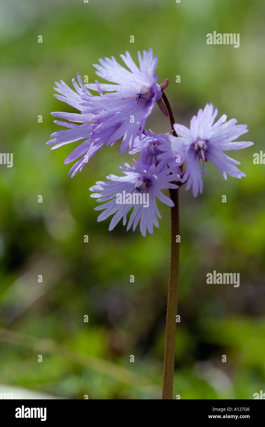 Soldanella Alpina Snow Stockfotos & Soldanella Alpina Snow Bilder - Alamy