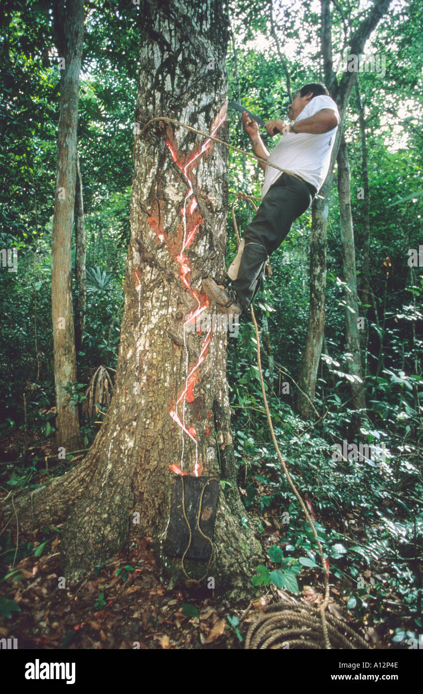 Ein "Chicle" Harvester Chiclero im Regenwald der Yucatan-Halbinsel in ...