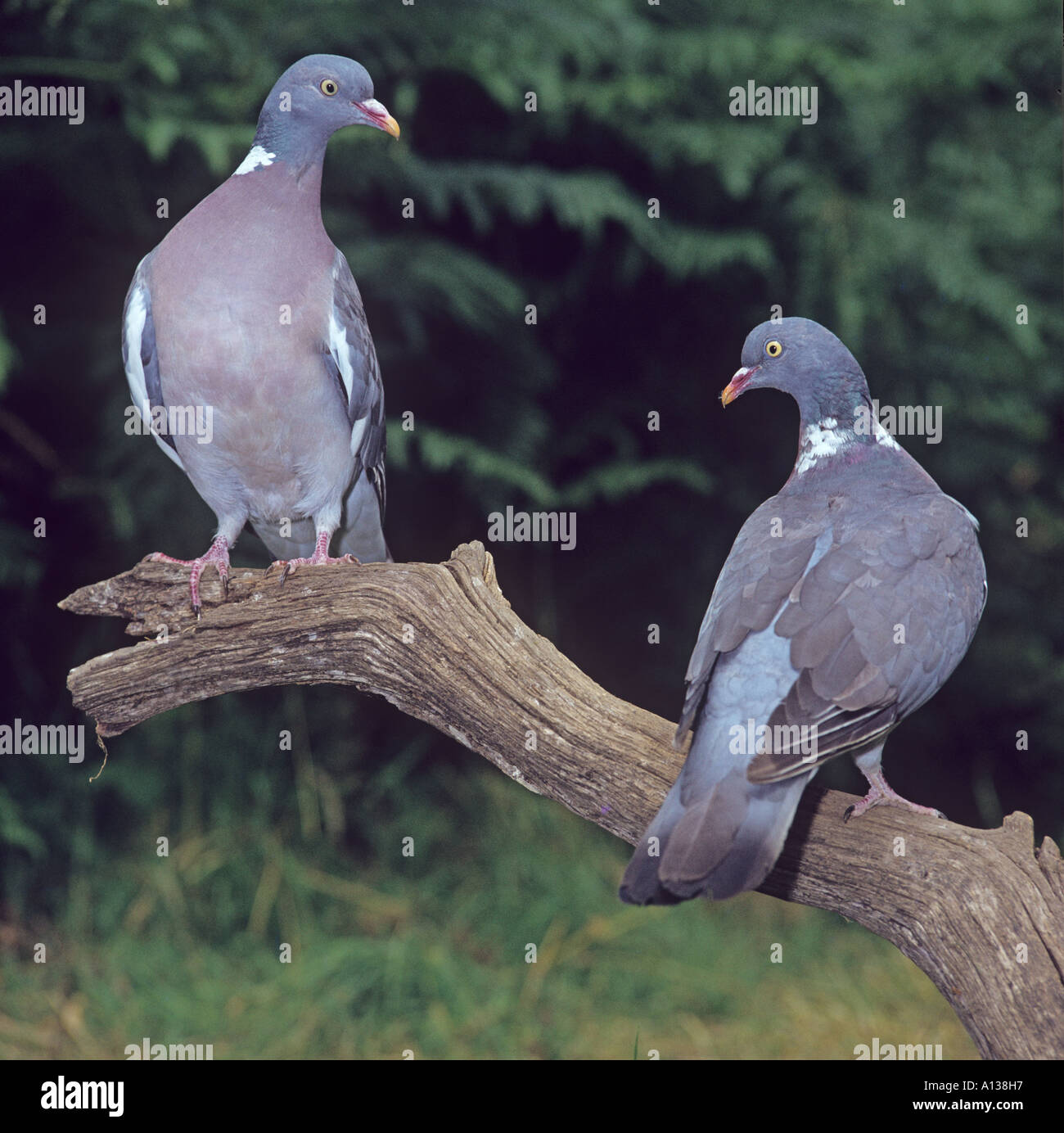 Klasse von tauben -Fotos und -Bildmaterial in hoher Auflösung – Alamy