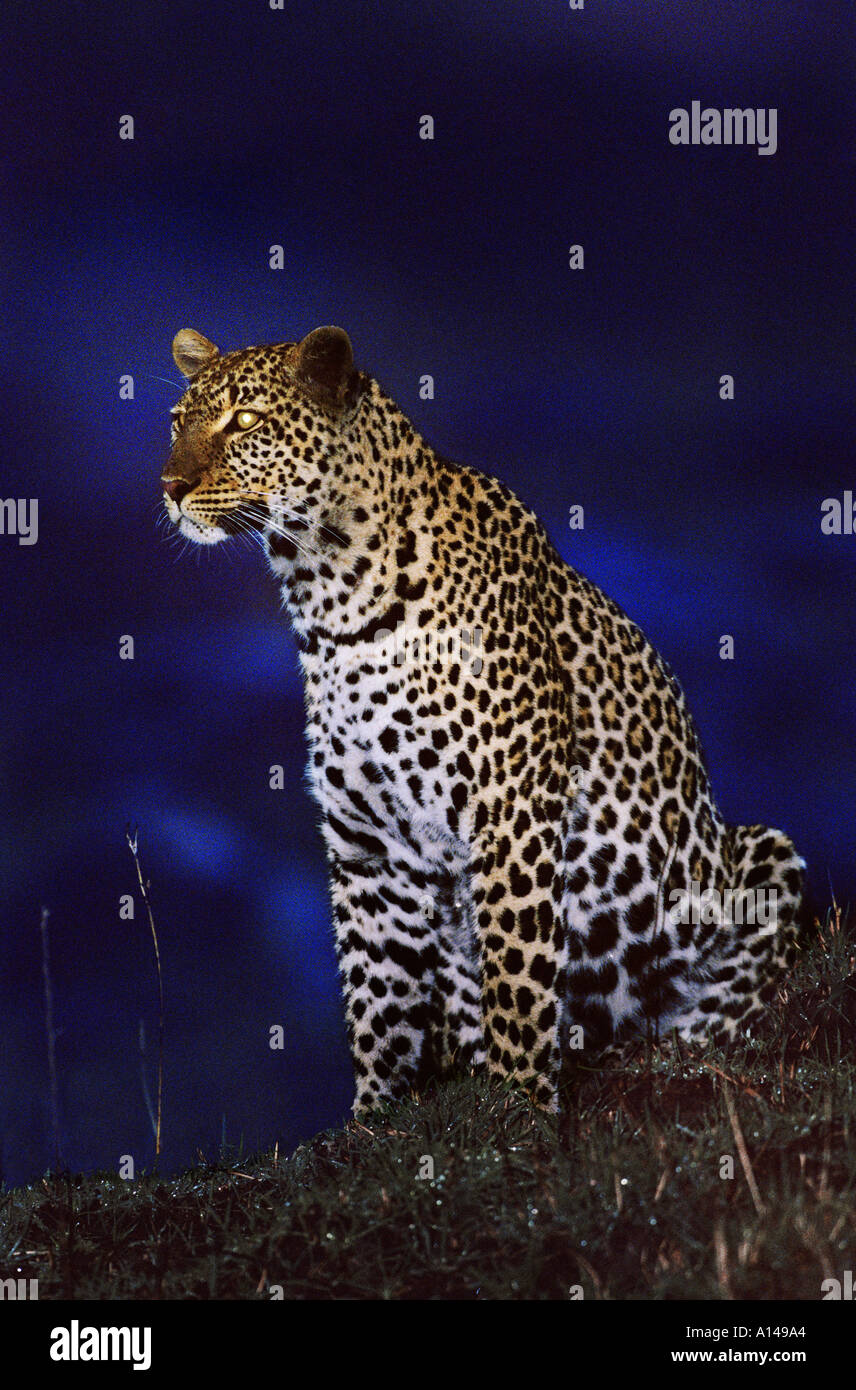 Leopard auf der jagd -Fotos und -Bildmaterial in hoher Auflösung – Alamy