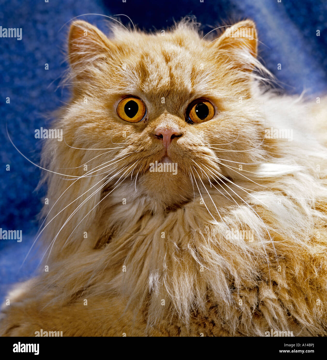 Braune katze mit bernstein augen -Fotos und -Bildmaterial in hoher ...