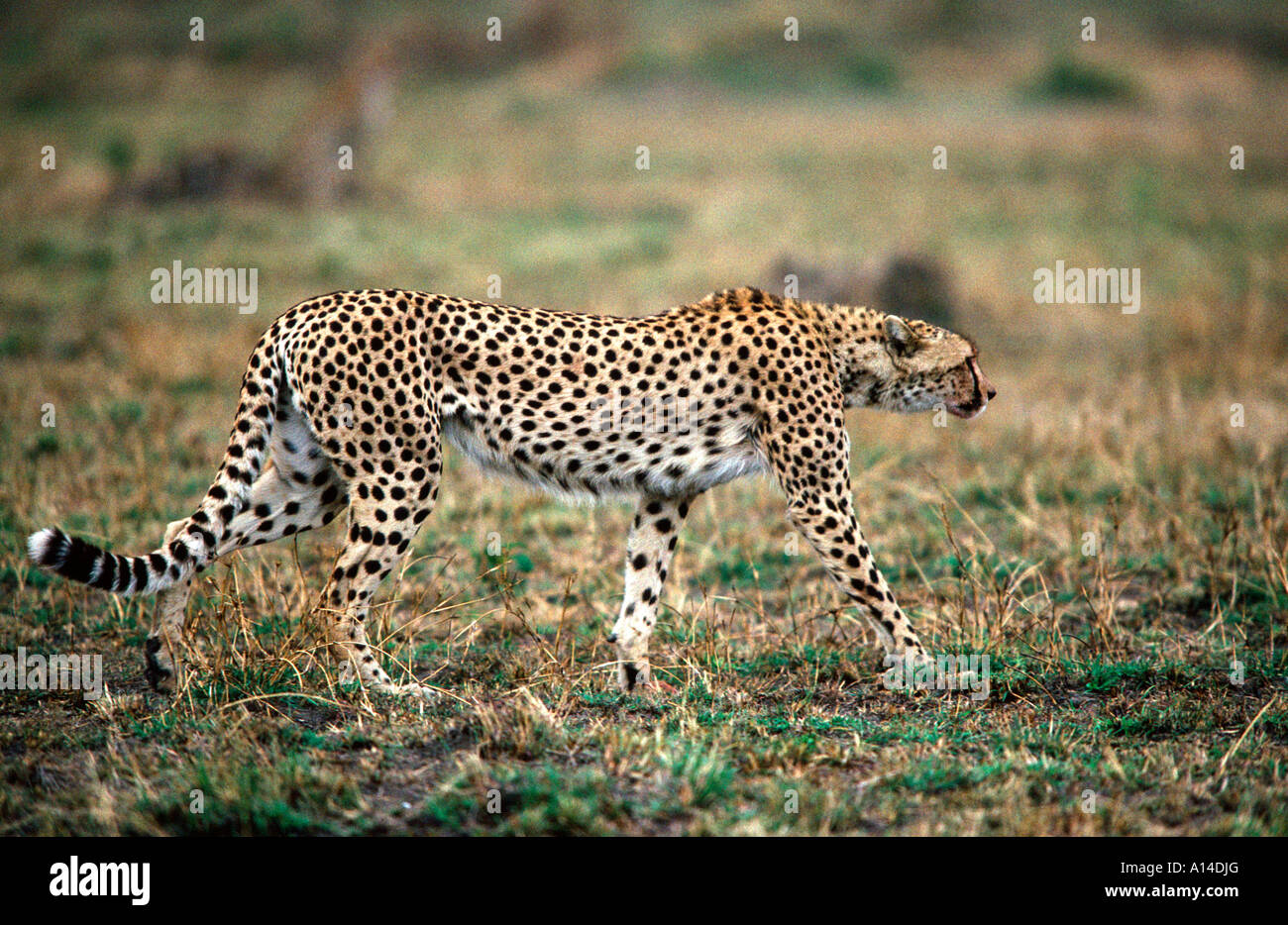 Gepard gepard -Fotos und -Bildmaterial in hoher Auflösung - Seite 2 - Alamy