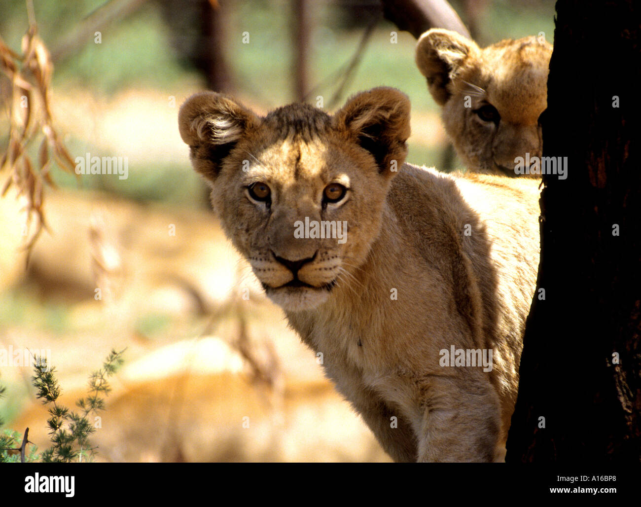 Small lion -Fotos und -Bildmaterial in hoher Auflösung – Alamy