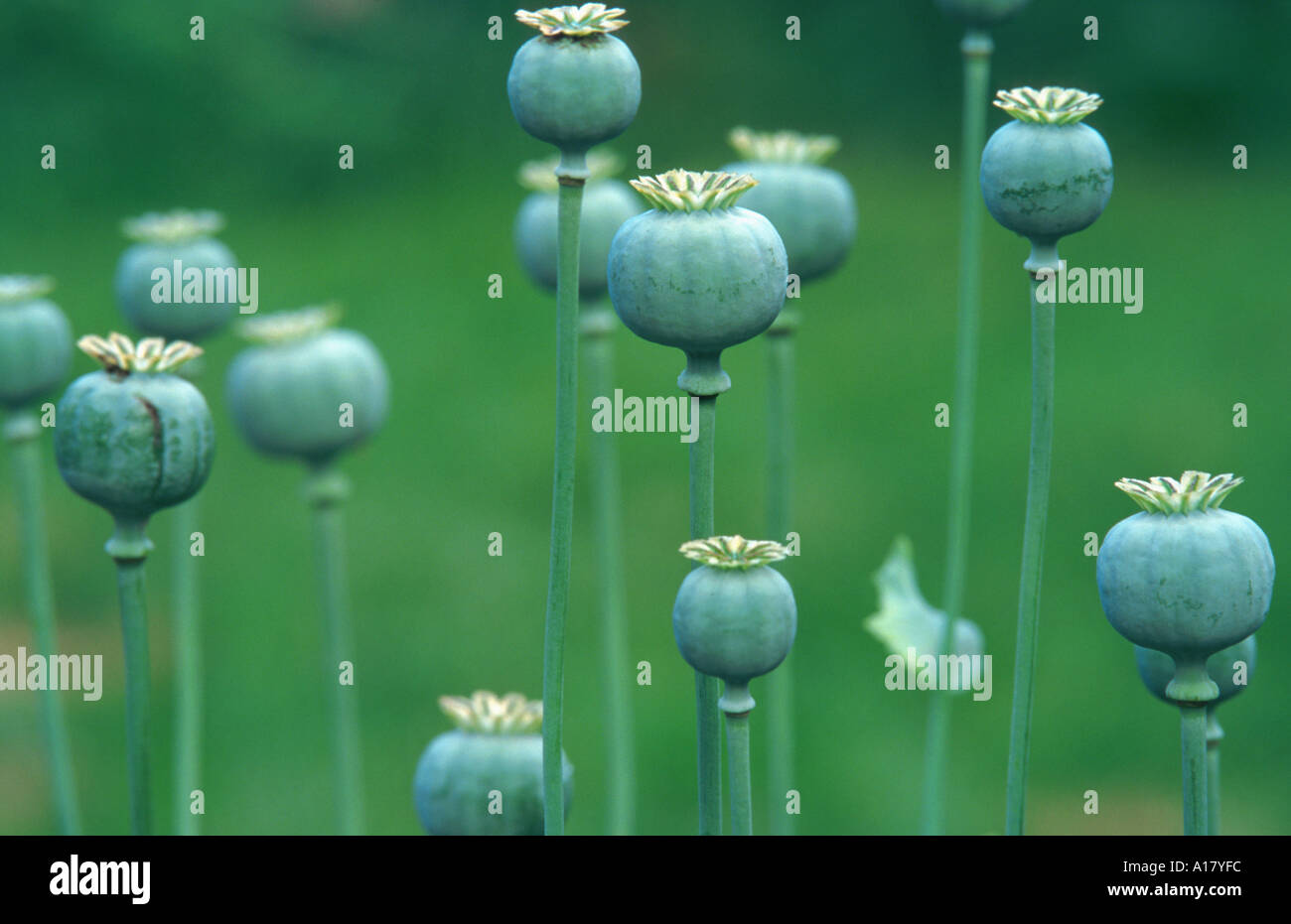 Schlafmohn (Papaver Somniferum), Samen Schiffe Stockfotografie - Alamy