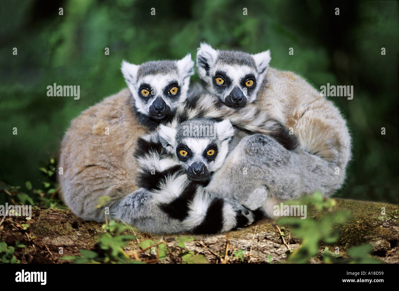 Tiere Lemuren Stockfotos und -bilder Kaufen - Alamy