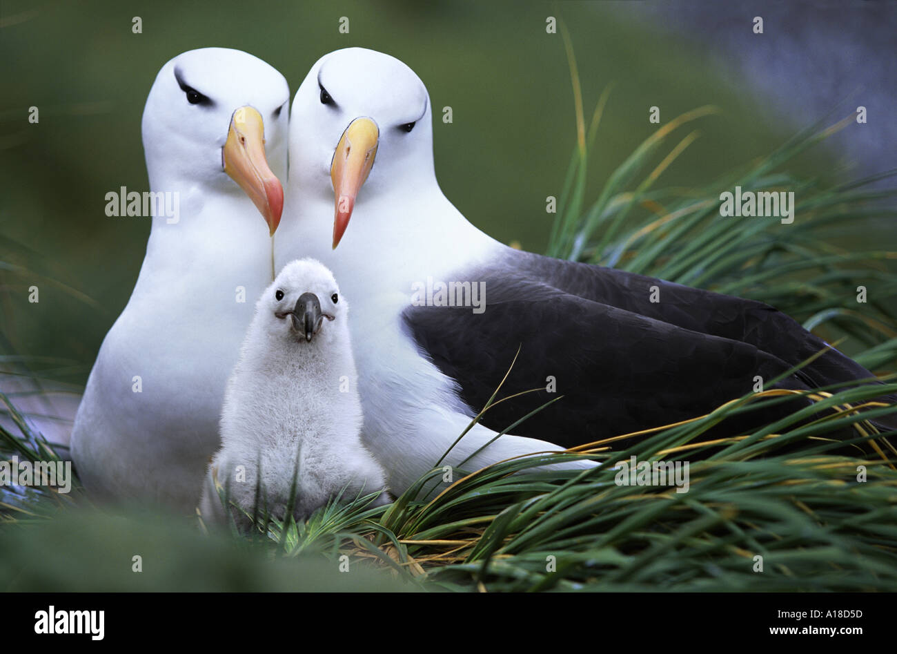 Schwarzbrauen Albatros Nest Stockfotos und -bilder Kaufen - Alamy