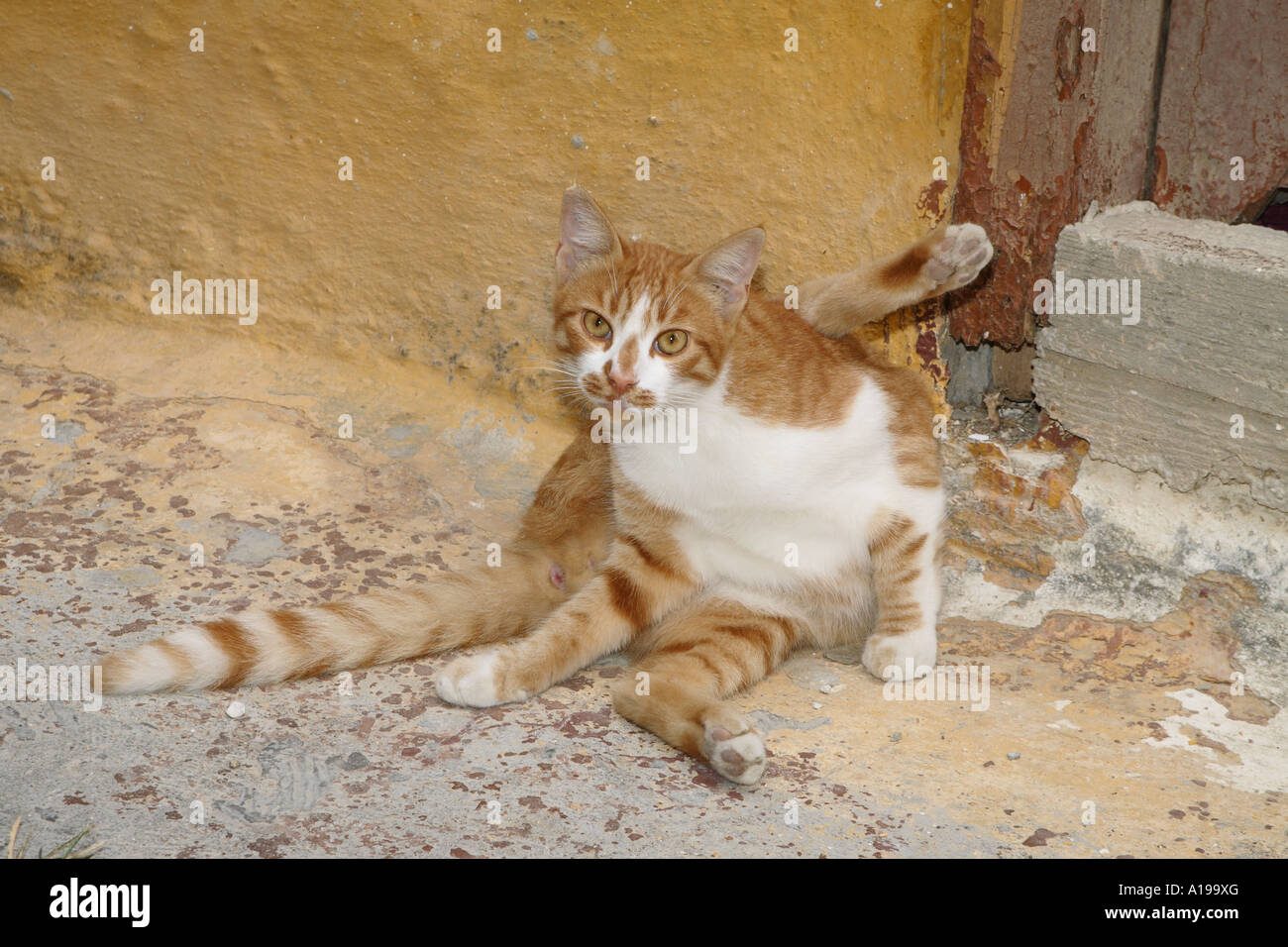 Cat preening itself -Fotos und -Bildmaterial in hoher Auflösung – Alamy