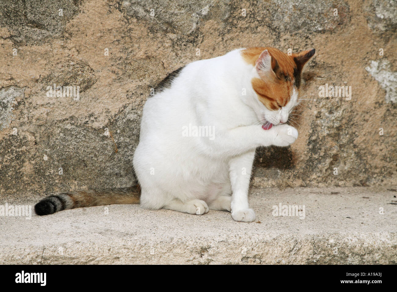 Cat preening itself -Fotos und -Bildmaterial in hoher Auflösung – Alamy