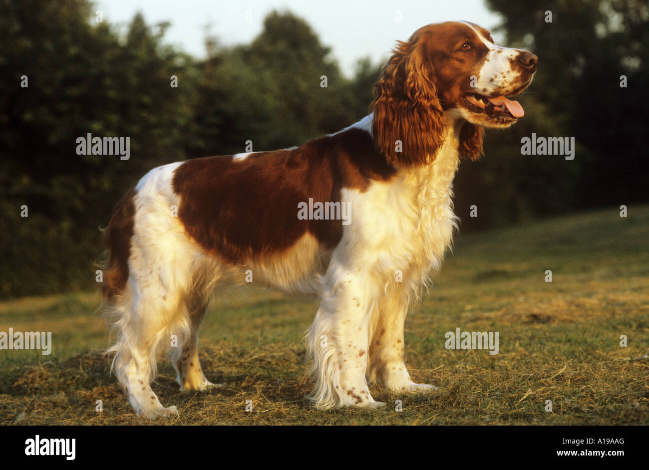 Welsh Springer Spaniel. Erwachsener Hund stehend auf einer Wiese ...
