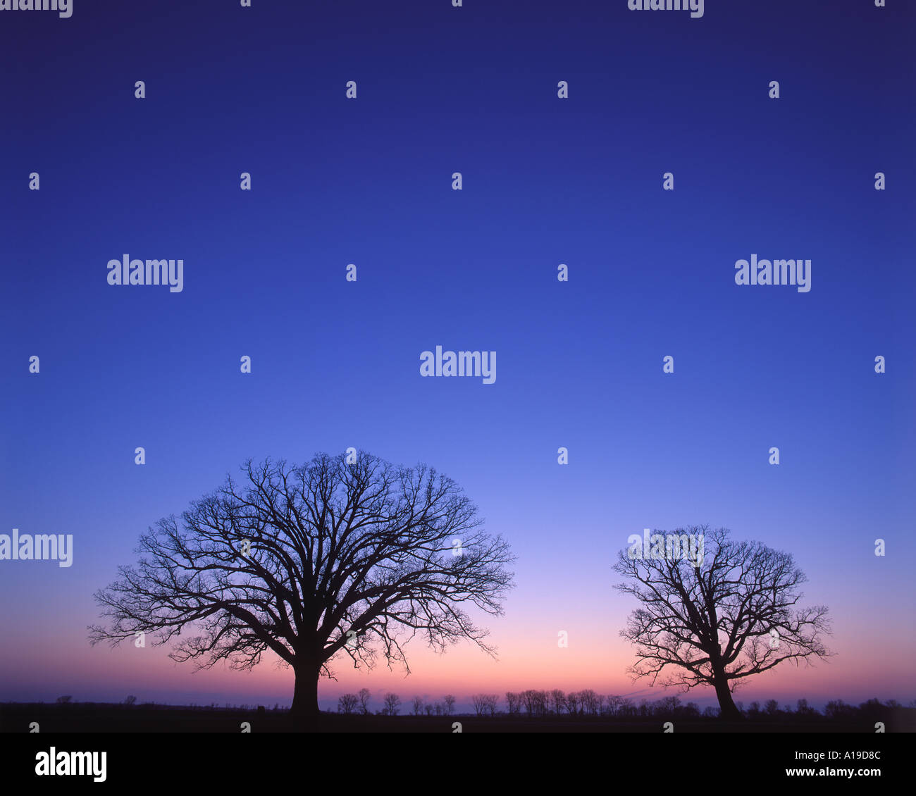 Grat eichen -Fotos und -Bildmaterial in hoher Auflösung – Alamy