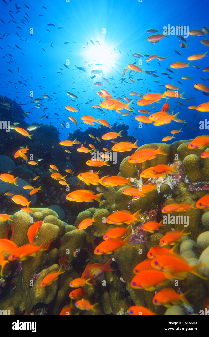 Bunte Fische Im Meer