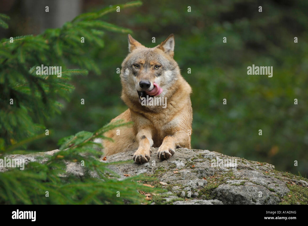 Deutsche wald tiere close ups -Fotos und -Bildmaterial in hoher ...