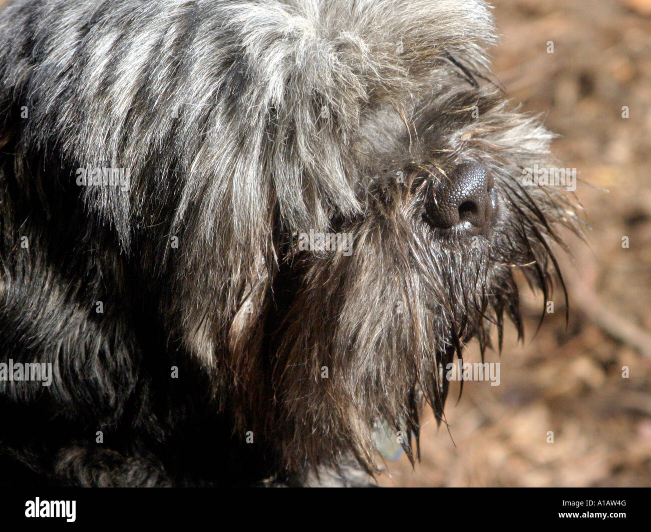 Dreckiger hund -Fotos und -Bildmaterial in hoher Auflösung – Alamy