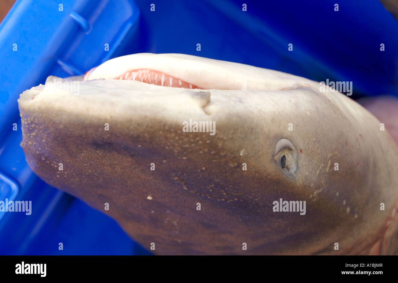 Riffhaifisch fangen -Fotos und -Bildmaterial in hoher Auflösung – Alamy