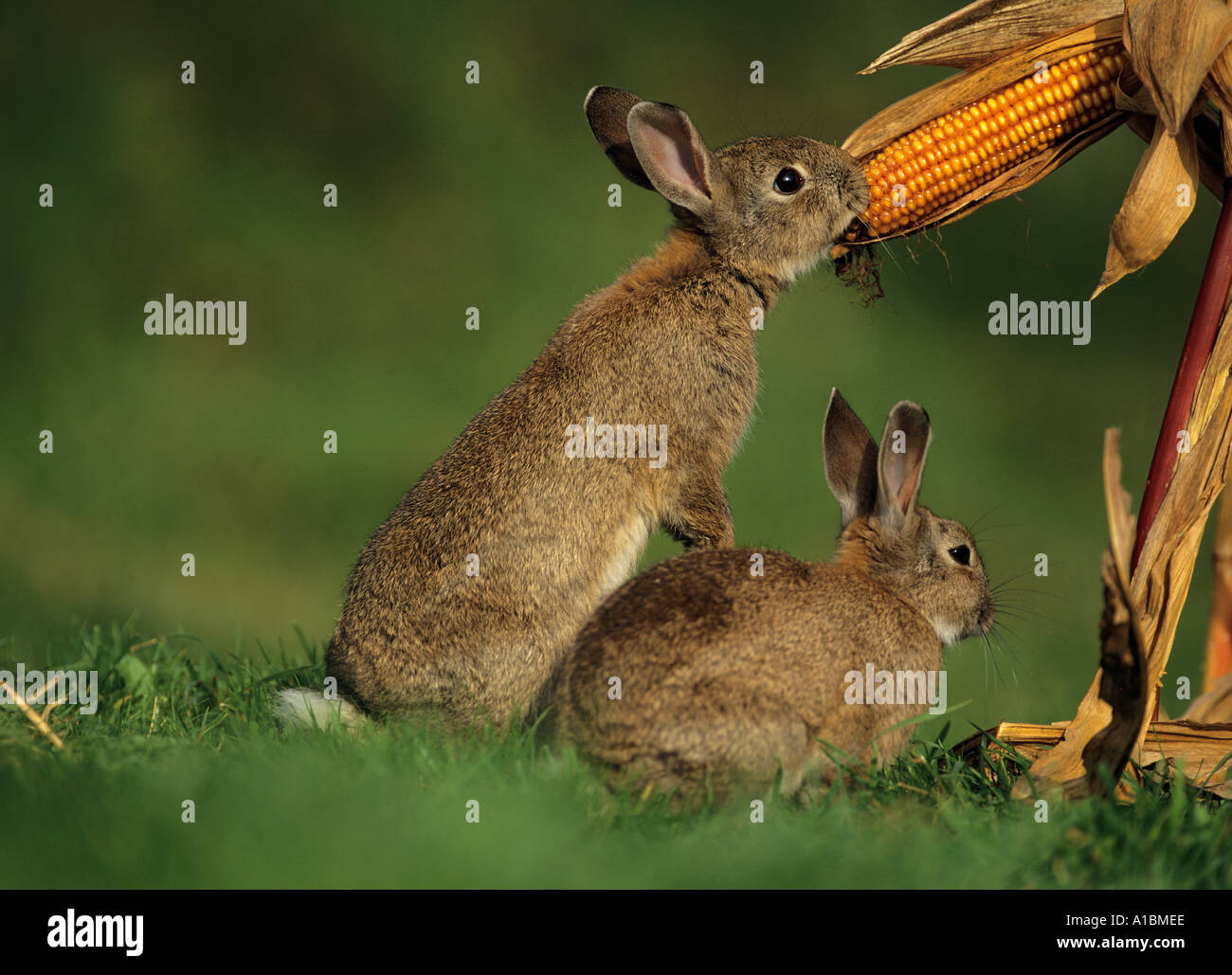 Maiskolben Fur Kaninchen