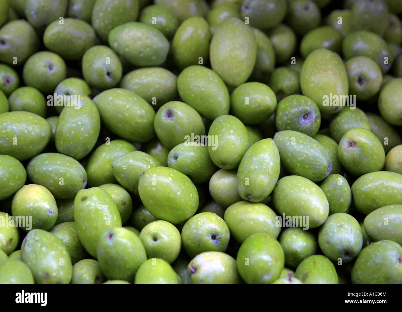 Olivenbaum (Olea Europaea SSP. Sativa), Oliven Stockfotografie - Alamy