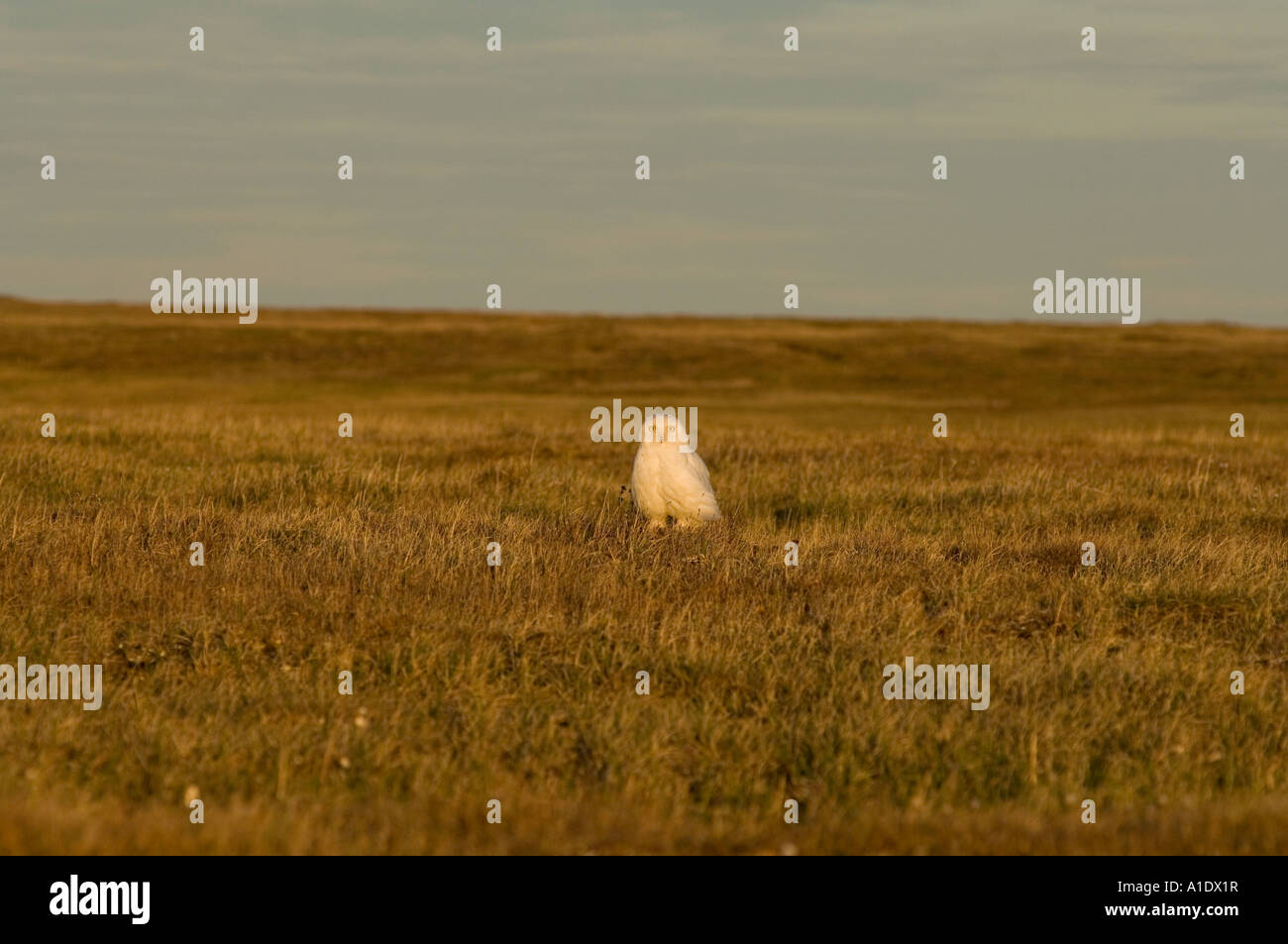 Snowy owl on arctic tundra -Fotos und -Bildmaterial in hoher Auflösung ...