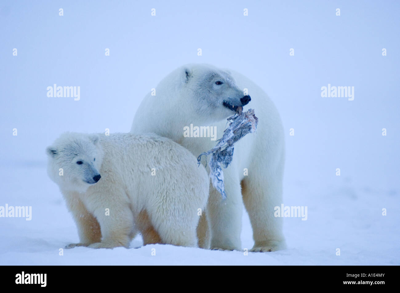 Eisbären Ursus maritimus säen mit Jungtieren auf der Packeis 1002 ...