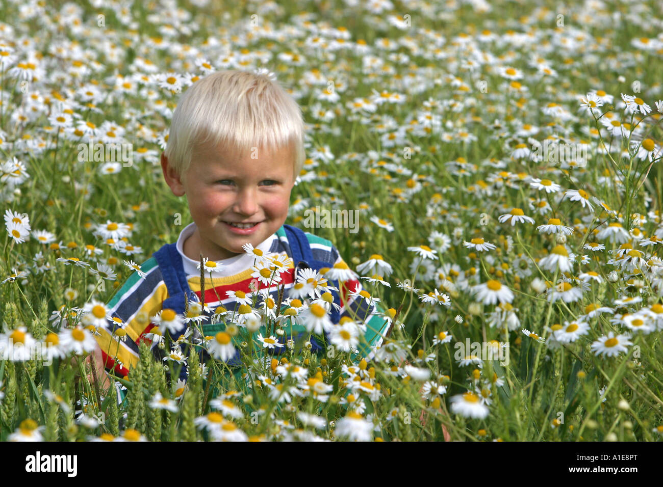 geruchlos Mayweed, geruchlose Kamille (Tripleurospermum Perforatum ...