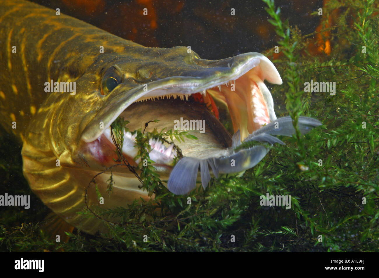 Hecht, Hecht (Esox Lucius), Fütterung Beute Stockfotografie - Alamy