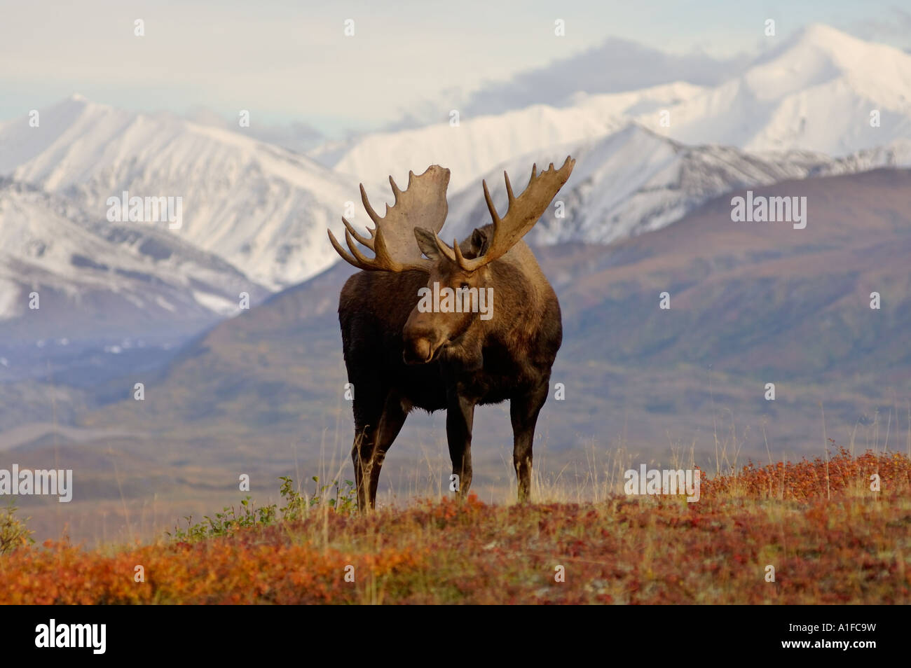 Elch-Alces Alces Bullen zu Fuß auf fallen Tundra im Denali-Nationalpark ...