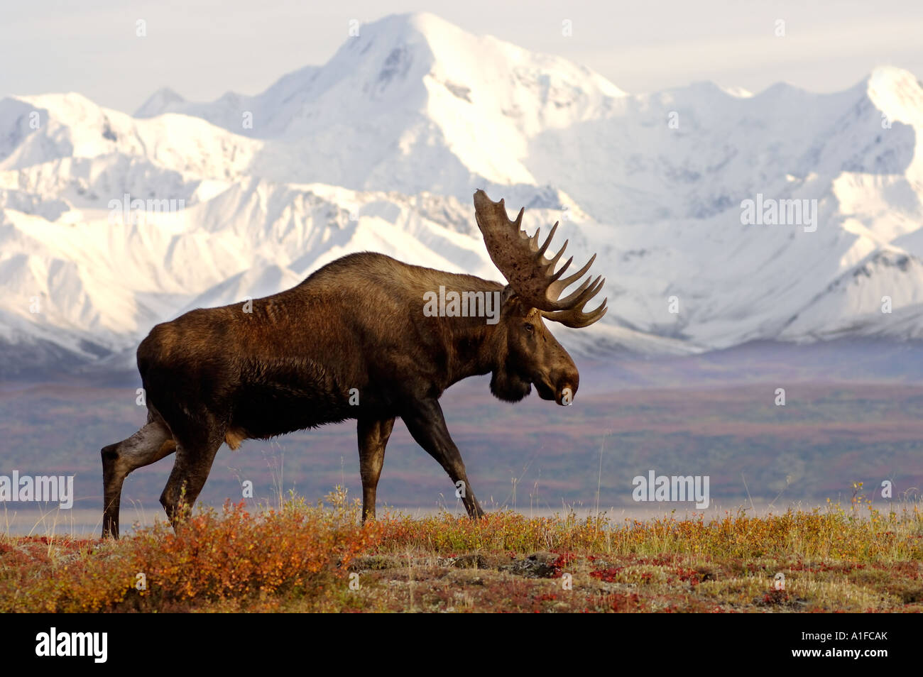 Elch-Alces Alces Bullen zu Fuß auf fallen Tundra im Denali-Nationalpark ...