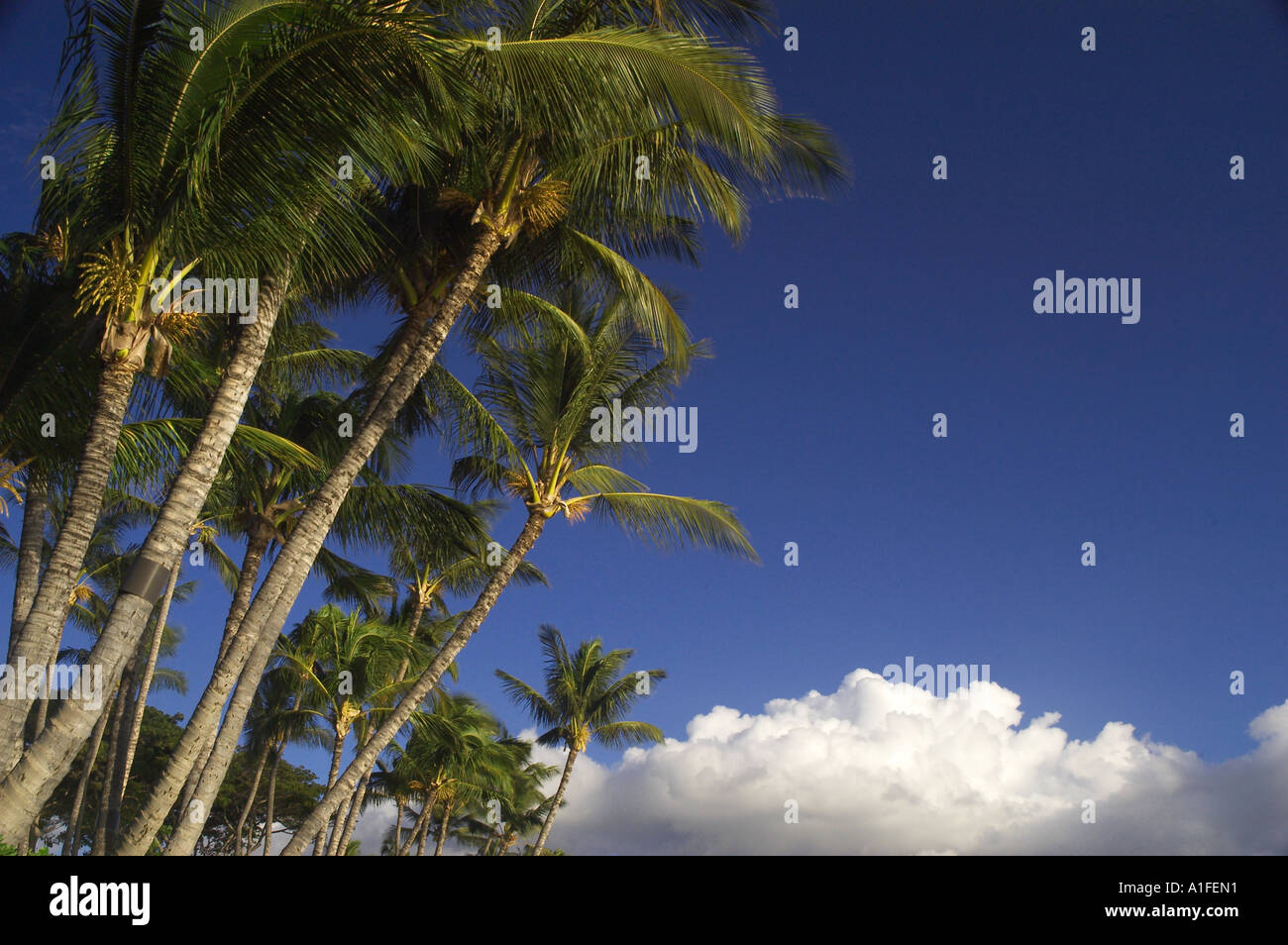 Starker wind weht palmen -Fotos und -Bildmaterial in hoher Auflösung – Alamy