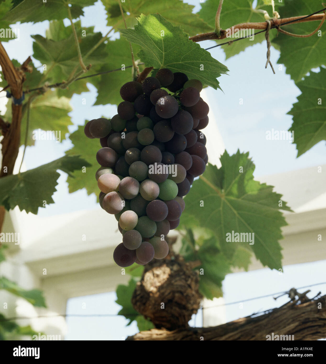 Bündel von schwarzen trauben -Fotos und -Bildmaterial in hoher ...