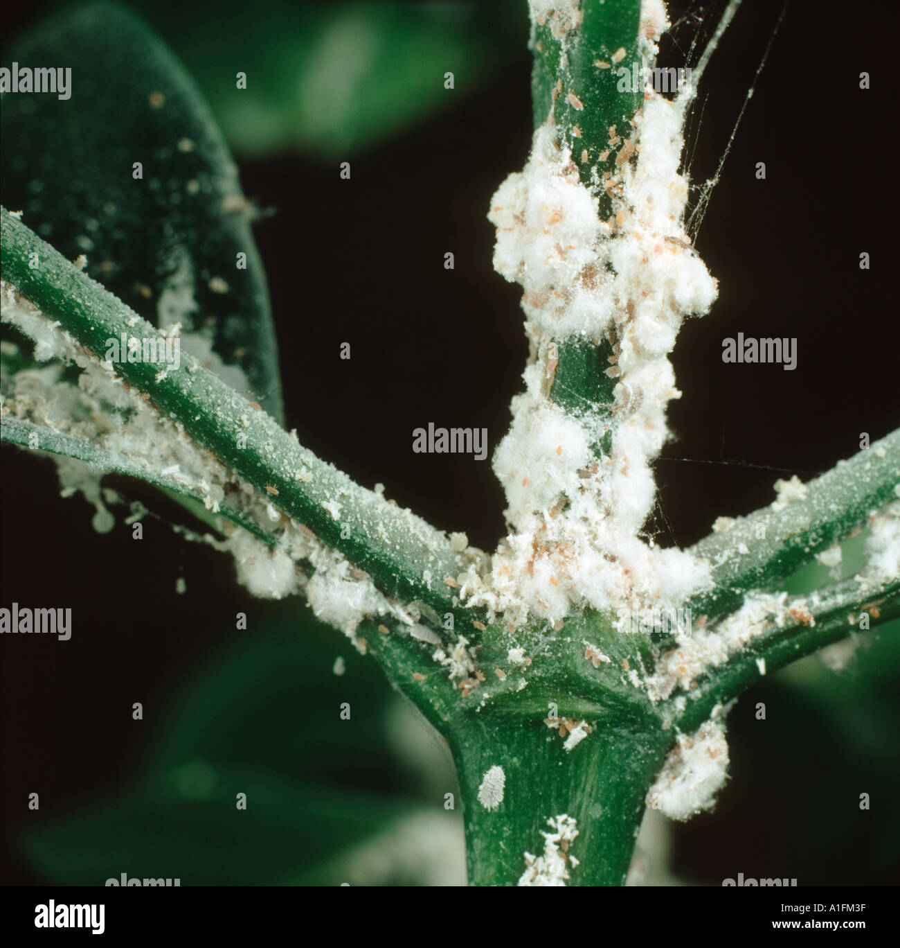 Planococcus citri -Fotos und -Bildmaterial in hoher Auflösung – Alamy