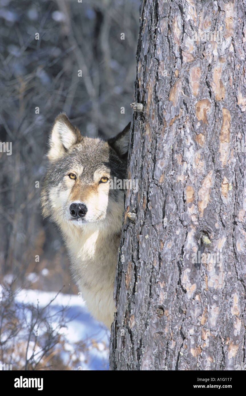 Wolf behind tree -Fotos und -Bildmaterial in hoher Auflösung – Alamy
