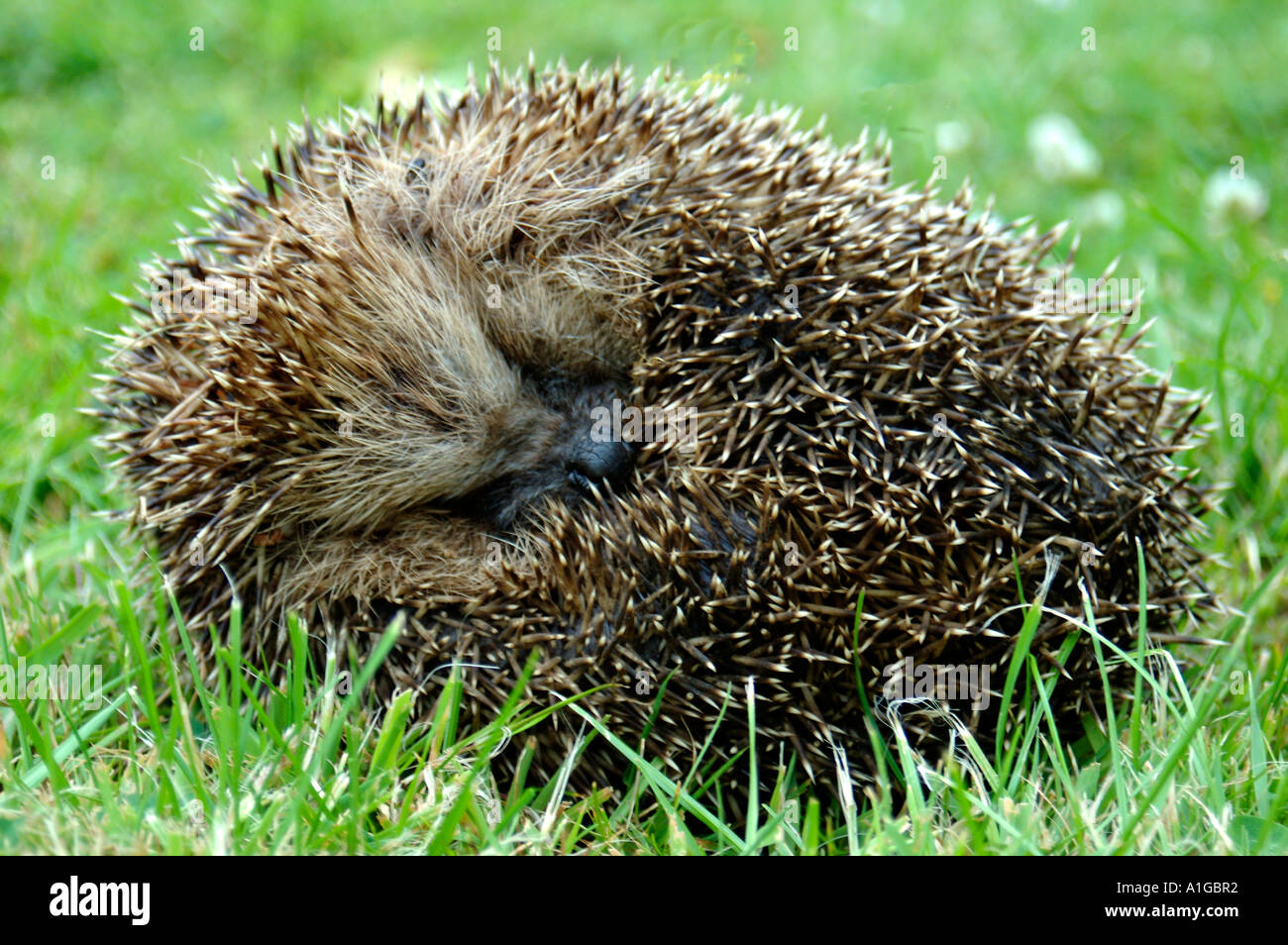 Erinaceus Europaeus, Igel. Eingerollt in Kugel für Schutz Stockfotografie - Alamy
