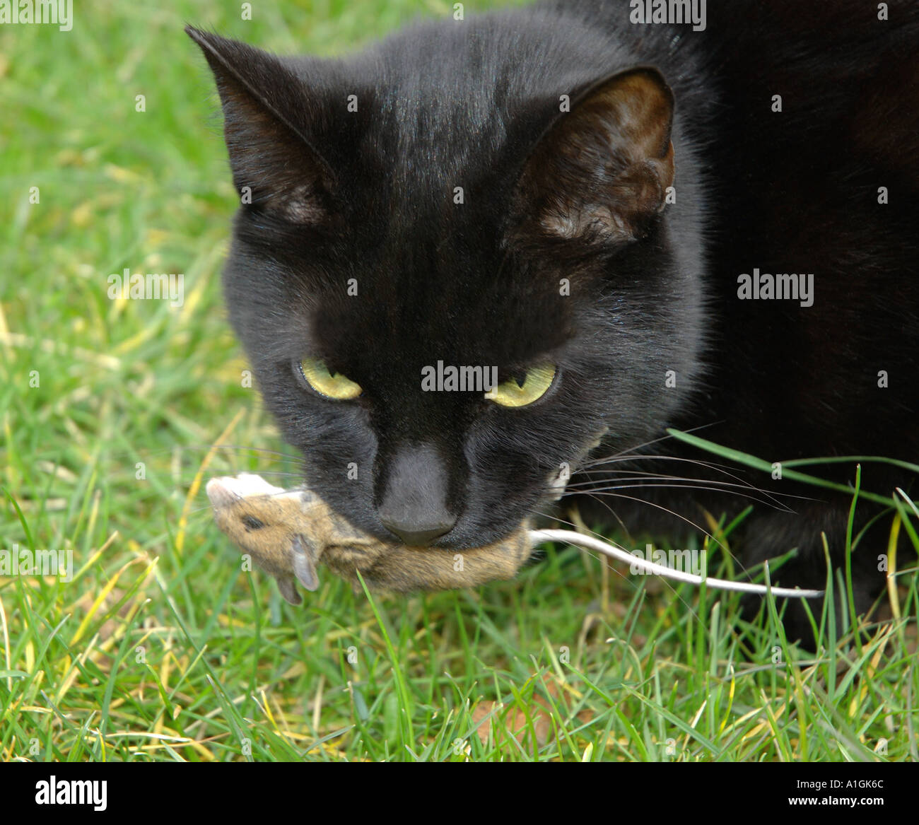Katze mit ungeziefer -Fotos und -Bildmaterial in hoher Auflösung – Alamy