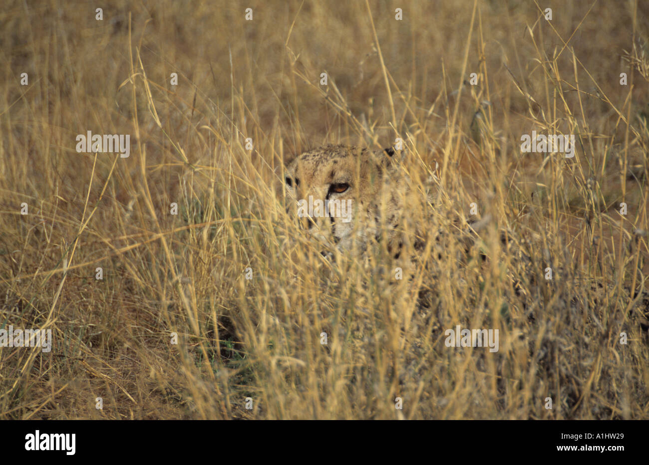 Gepard versteckt sich im gras -Fotos und -Bildmaterial in hoher ...