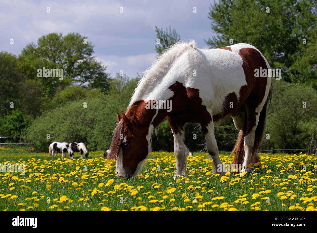 Irish tinker ponies -Fotos und -Bildmaterial in hoher Auflösung – Alamy