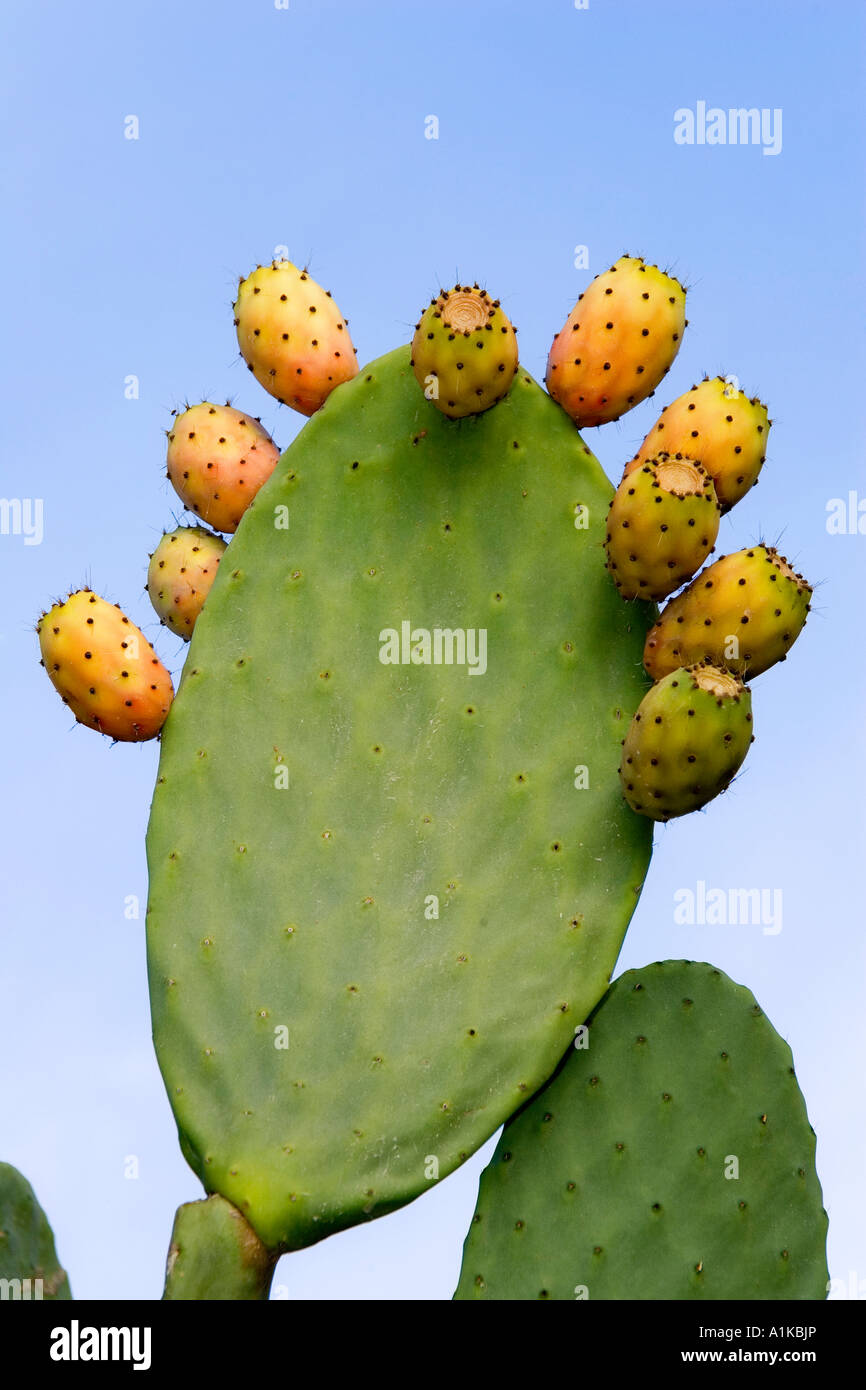 Eating cactus fruit opuntia ficus -Fotos und -Bildmaterial in hoher ...