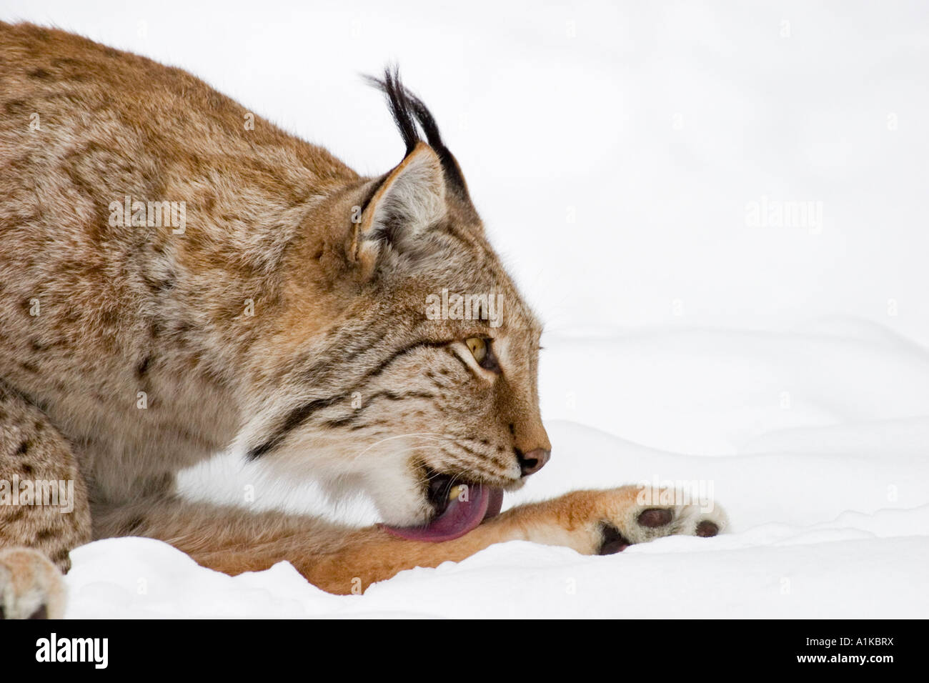 Luchse leckt seine Pfote im Winter - europäischer Luchs (Lynx Lynx ...