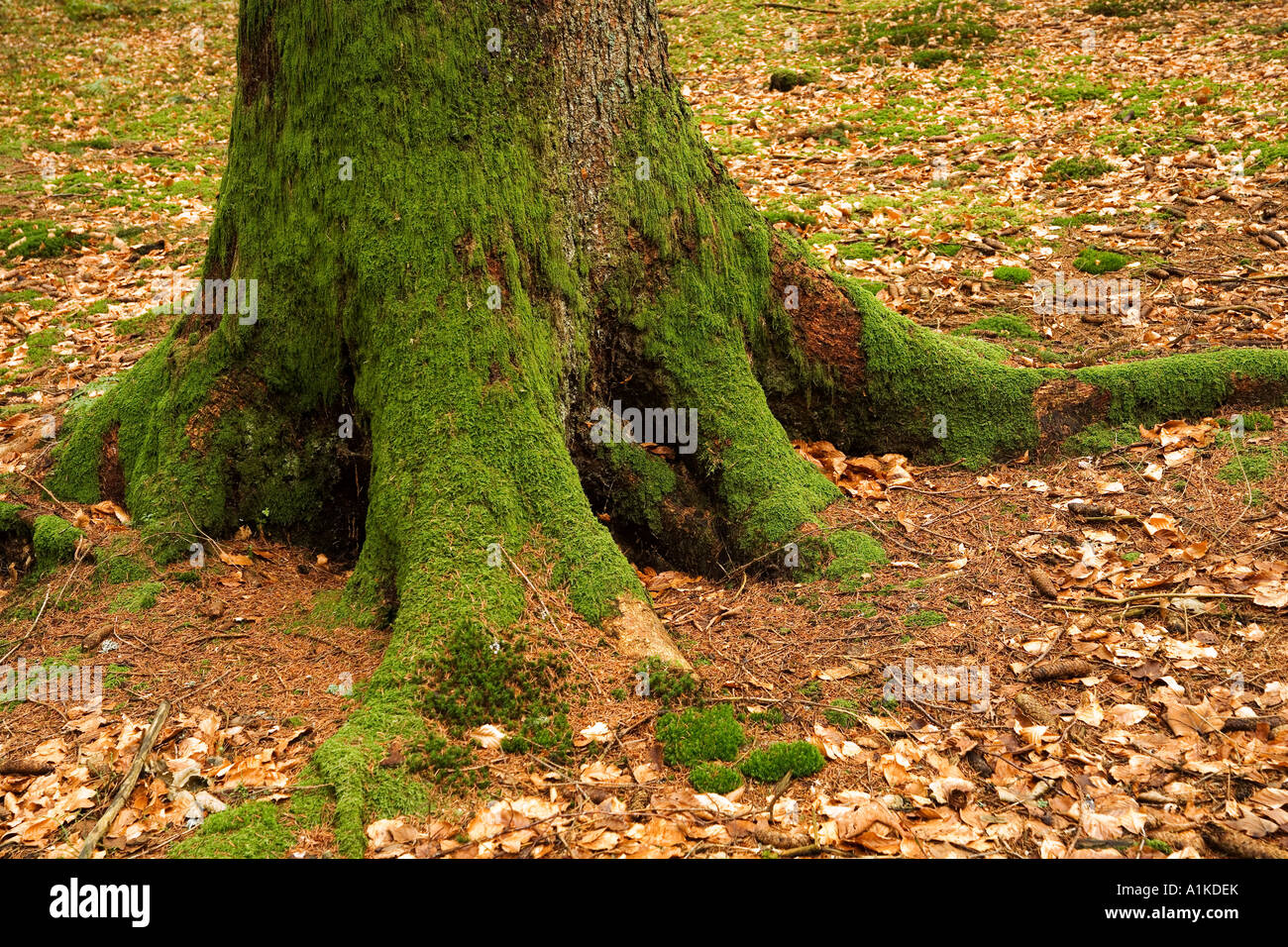 Fir Tree Roots Stockfotos und -bilder Kaufen - Alamy
