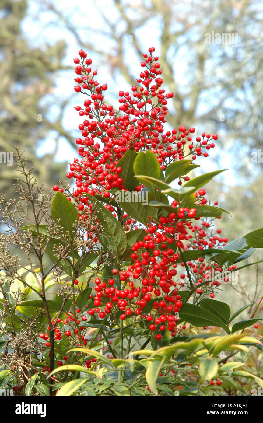 Nandina domestica 'richmond' -Fotos und -Bildmaterial in hoher ...