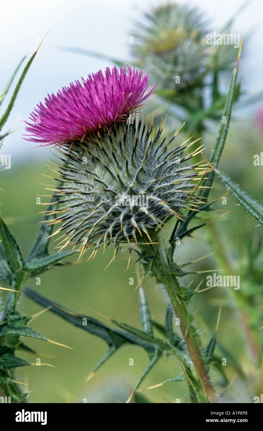 Bei distel -Fotos und -Bildmaterial in hoher Auflösung – Alamy