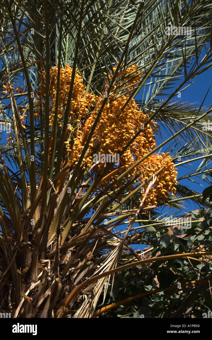 Frische Datteln An Einem Baum Stockfotos & Frische Datteln An Einem ...