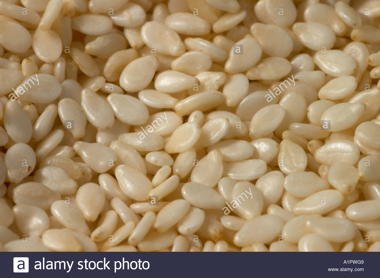 Sesamum ernte -Fotos und -Bildmaterial in hoher Auflösung – Alamy