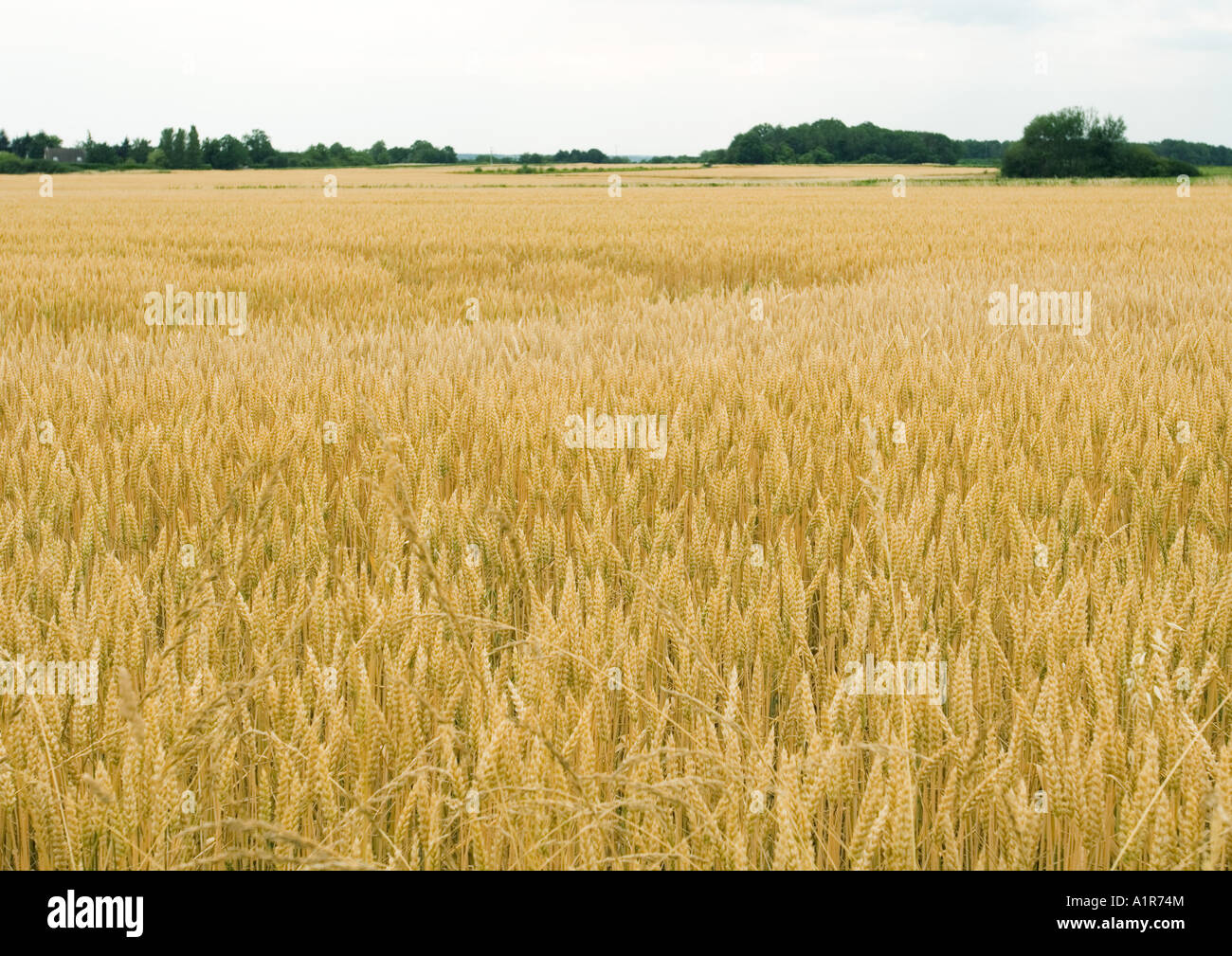 Weizen erntet -Fotos und -Bildmaterial in hoher Auflösung – Alamy