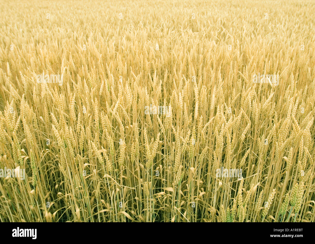 Weizen erntet -Fotos und -Bildmaterial in hoher Auflösung – Alamy