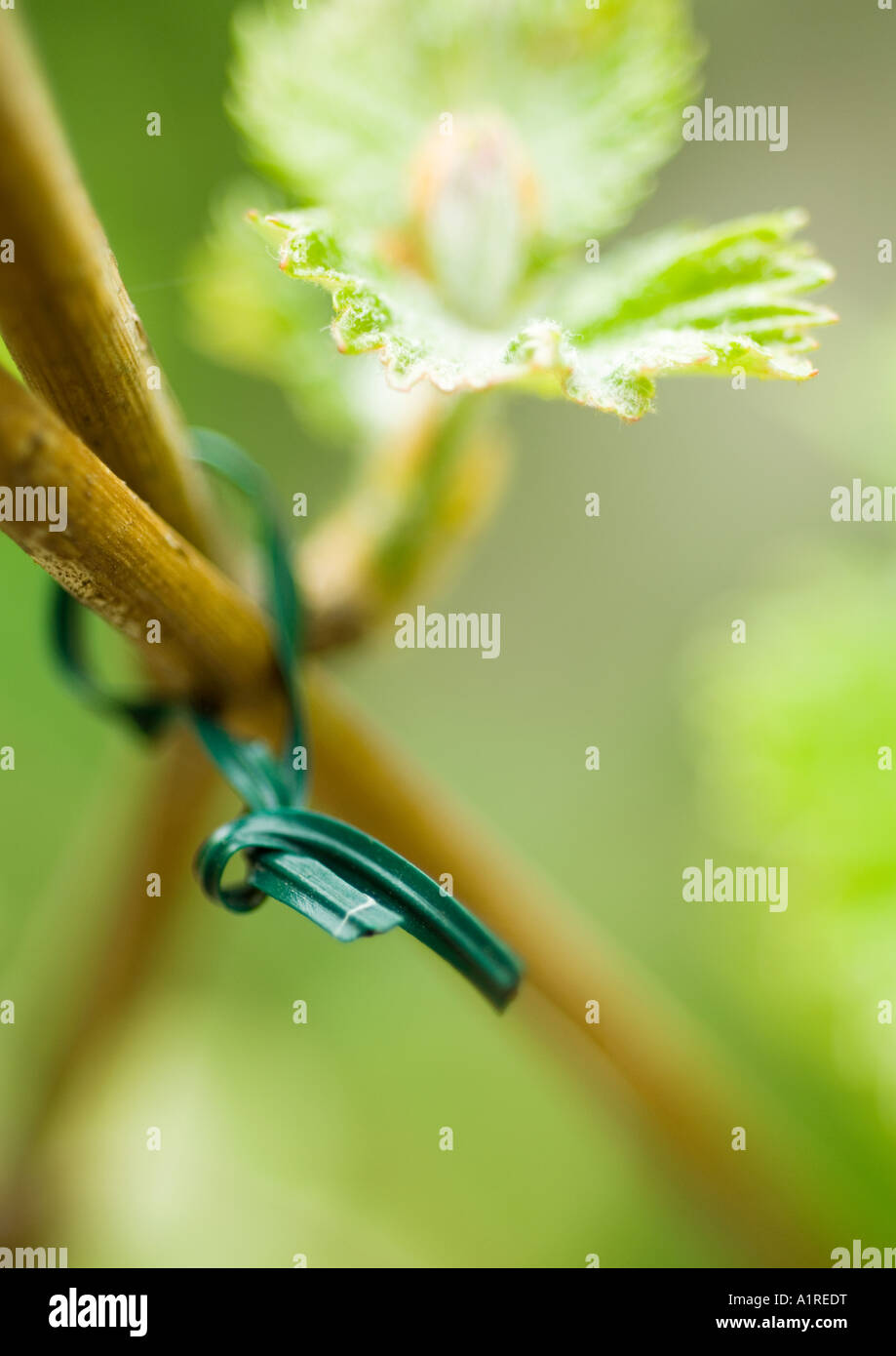 Pfahl gefesselt -Fotos und -Bildmaterial in hoher Auflösung – Alamy