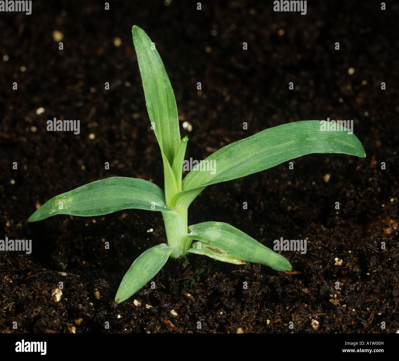 Crowsfoot grass eleusine indica grass -Fotos und -Bildmaterial in hoher ...