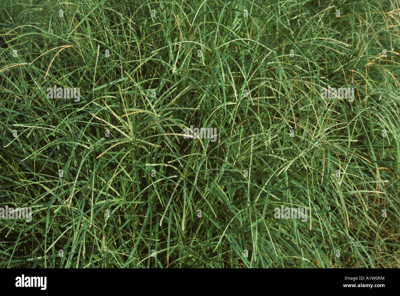 Crowsfoot grass eleusine indica grass -Fotos und -Bildmaterial in hoher ...